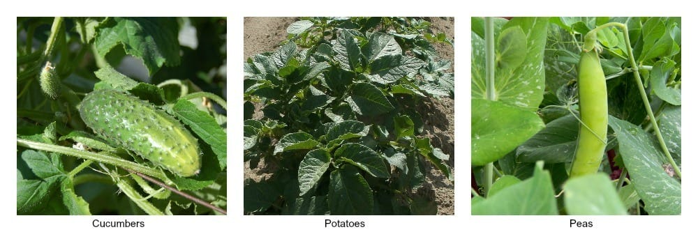 Creating a Vegetable Garden with Kids. Let's Get Gardening!